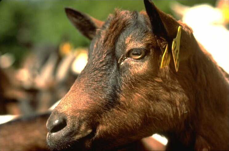 Les chèvres alpine et saanen