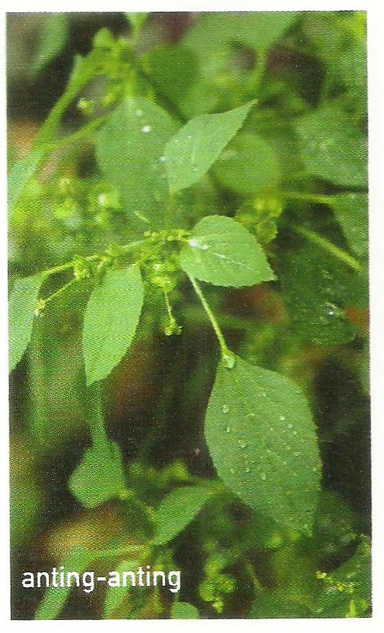 TREATMENT ANTING-ANTING (Acalypha australis L.) ~ TRADITIONAL JAMU ...