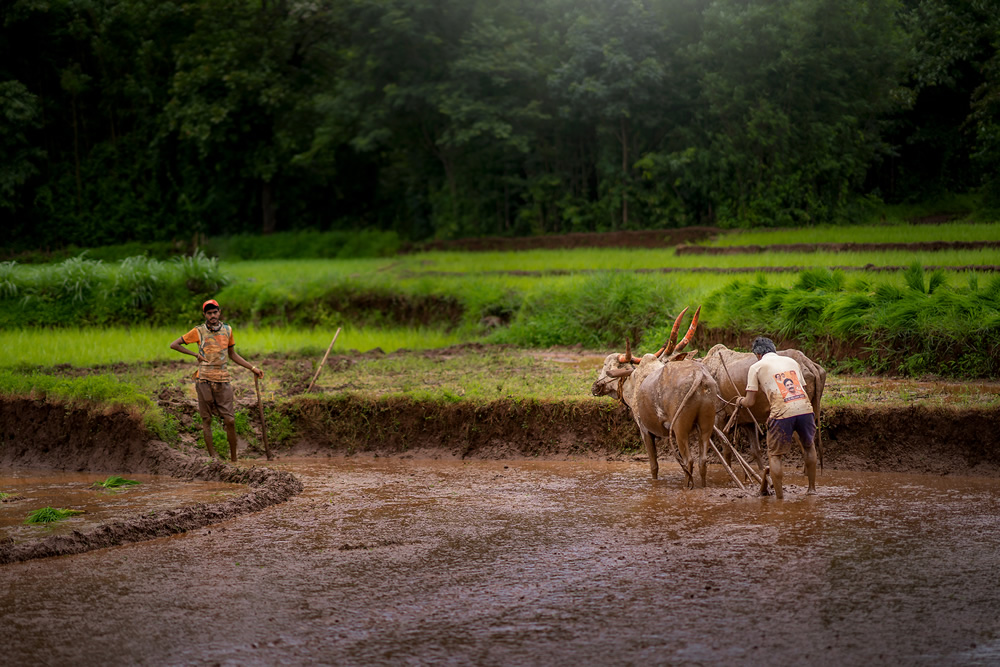 Rice Farming In Konkan