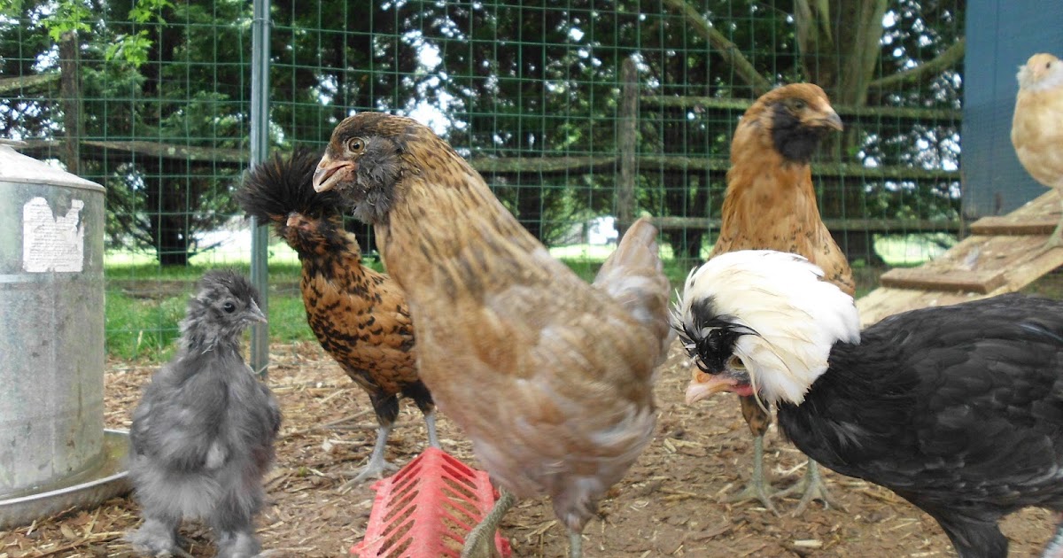 Bwak Bwak: August:The Roosters