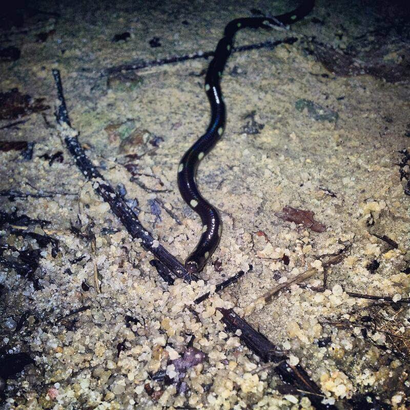 Life is short, but snakes are long: Dwarf pipesnakes