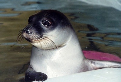 new beautiful life: H Μεσογειακή Φώκια Monachus monachus..