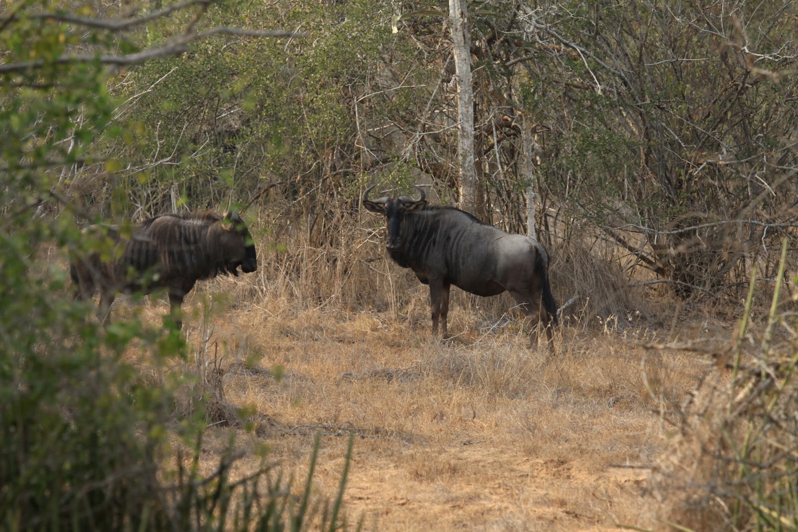Les Riou en Angola: Safari au parc national de Quiçama