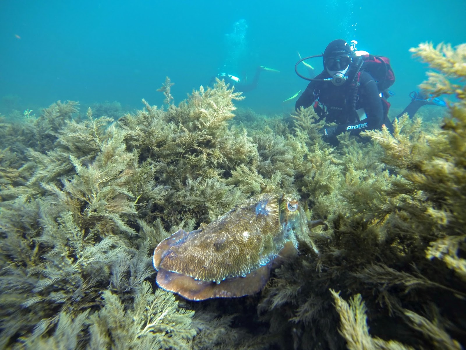 Giant cuttlefish of South Australia
