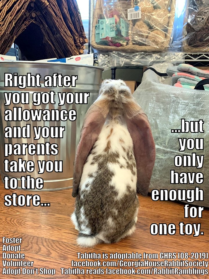 Rabbit Ramblings: Funny Bunny Memes