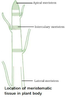 Notes of Ch 6 Plant Tissues| Class 9th Science