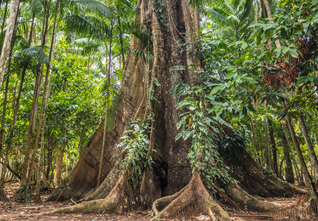 ESTUDOS AMAZÔNICOS - RESUMOS: FAUNA E FLORA DA FLORESTA AMAZÔNICA
