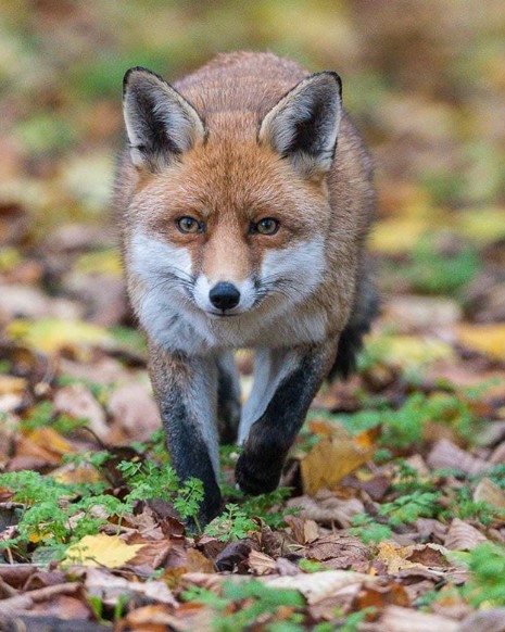 British Wildlife Centre ~ Keeper's Blog: 2019