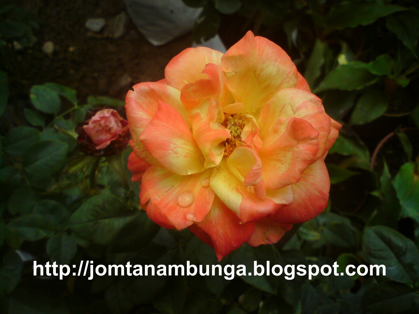 Jom Tanam Bunga: Bunga Ros Si Bunga Popular