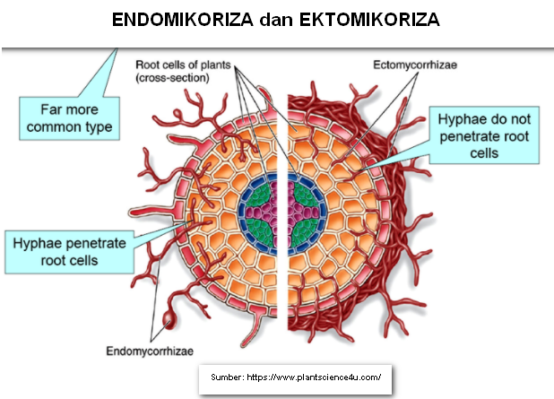 Ektomikoriza dan Endomikoriza ~ Blog Guru Asyik