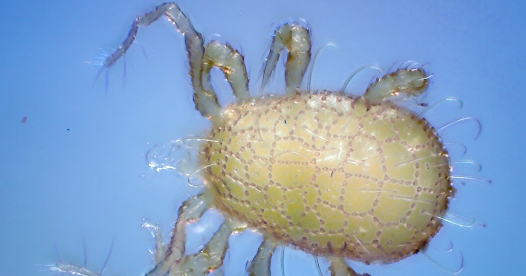 Variety of Life: Epicriidae