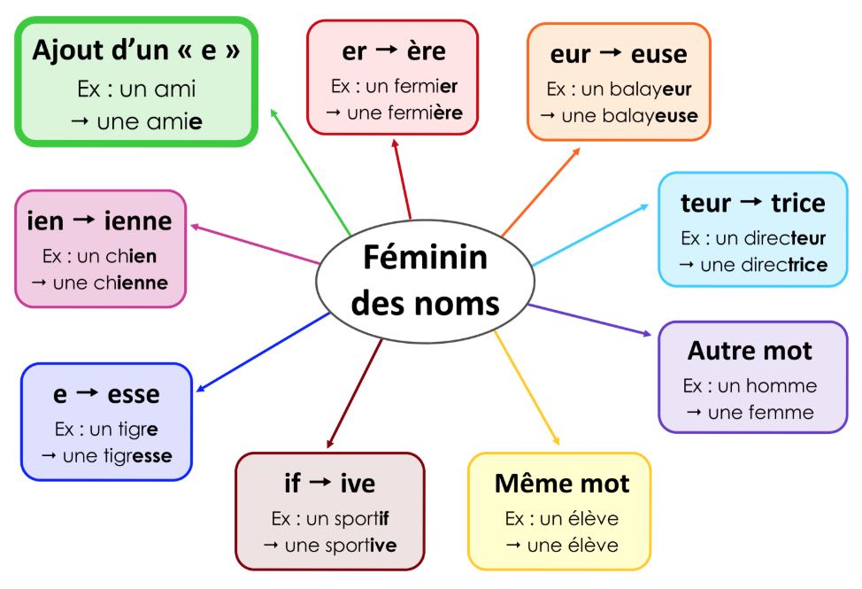 Bien sûr!: FÉMININ DES NOM ET DES ADJECTIFS