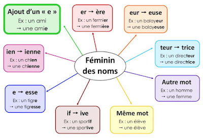 Bien sûr!: FÉMININ DES NOM ET DES ADJECTIFS