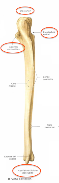 hueso cubito vista posterior