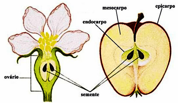 Fruto | Órgão das Plantas Superiores