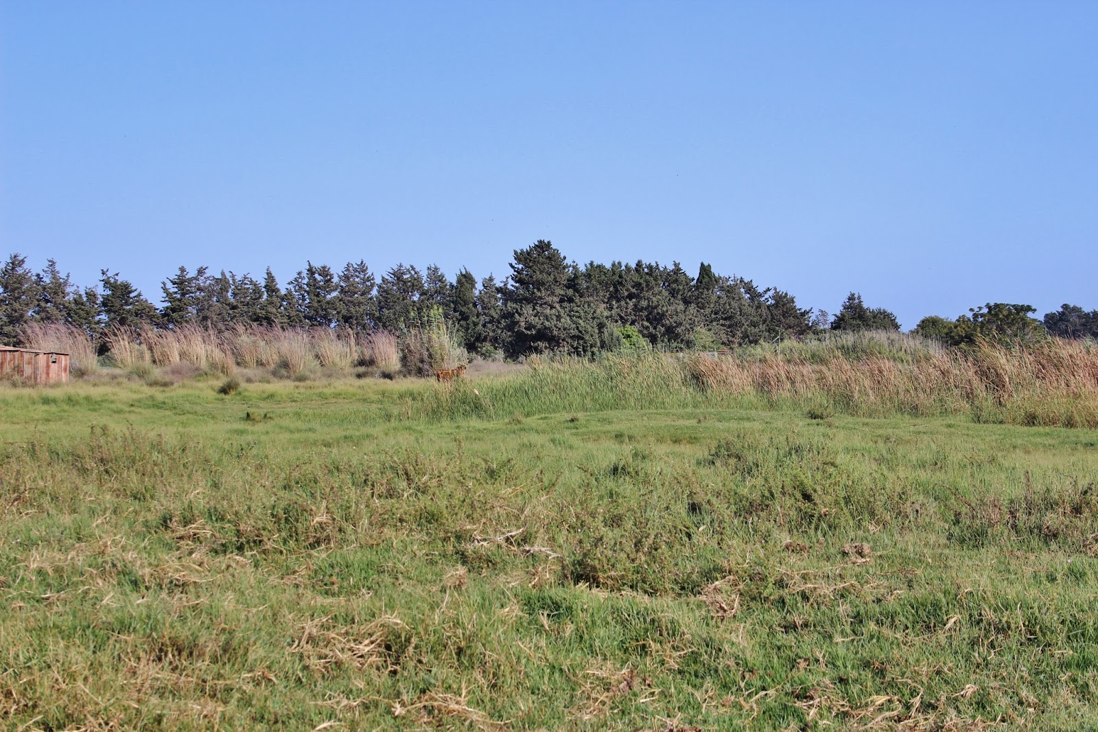 Biodiversity of Cyprus by NGO Protection of the Natural Heritage and ...