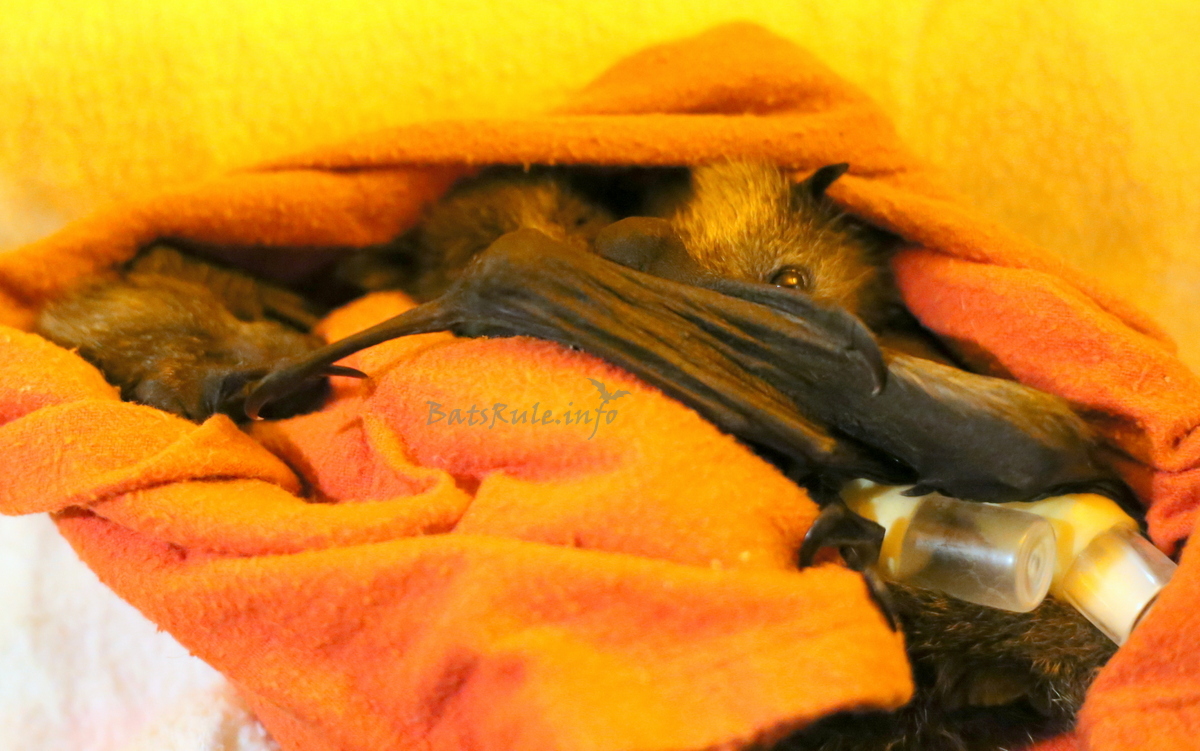 Rehab | Megabat babies incubator Flying-foxes Fruit bats