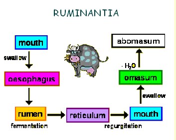 DuniaKu: PENCERNAAN HEWAN RUMINANSIA