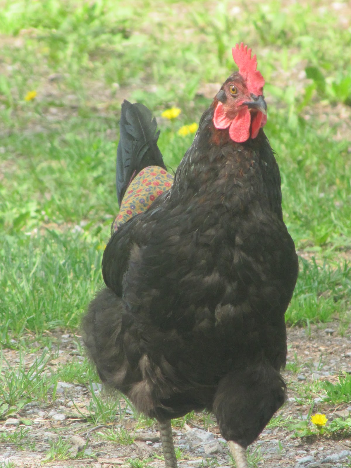 Woodsmoke And Wool: Chickens!