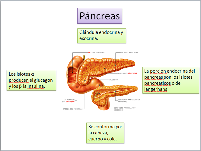 Juan Leon - Fisiologia: Páncreas