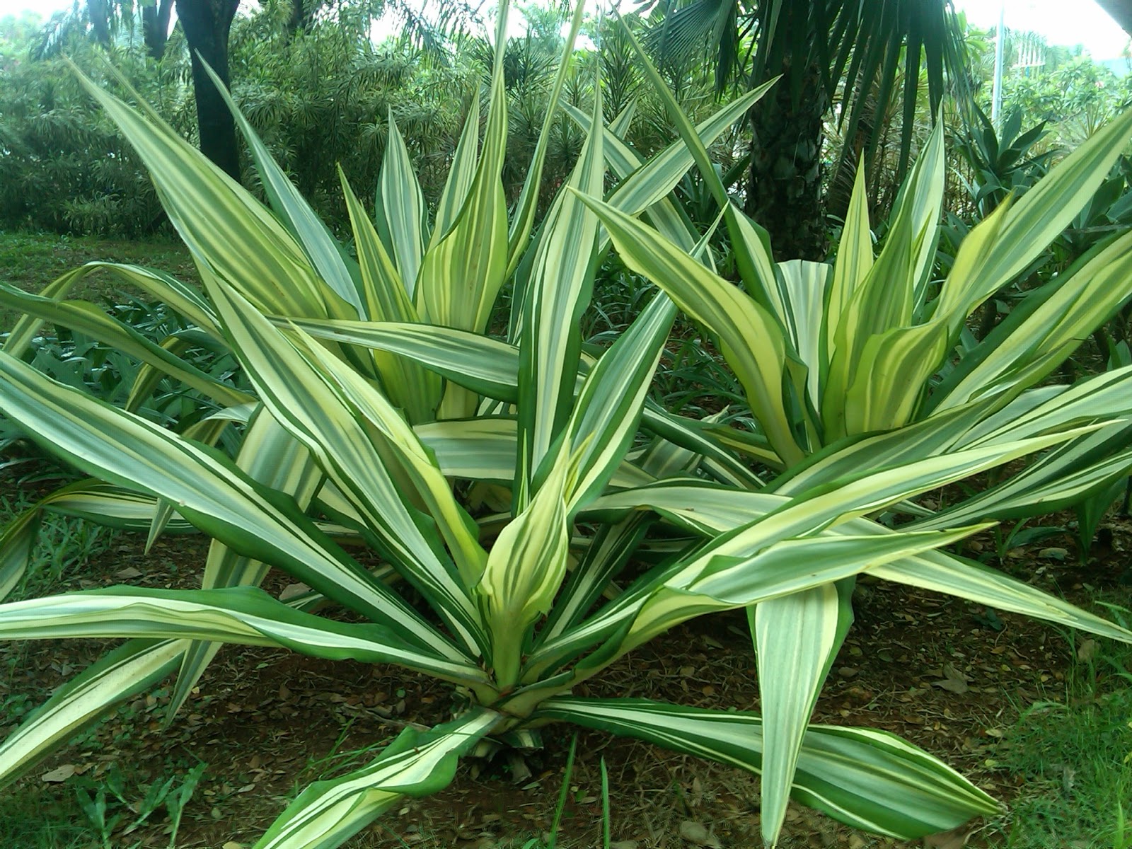 15+ Tanaman Hias Bunga Agave