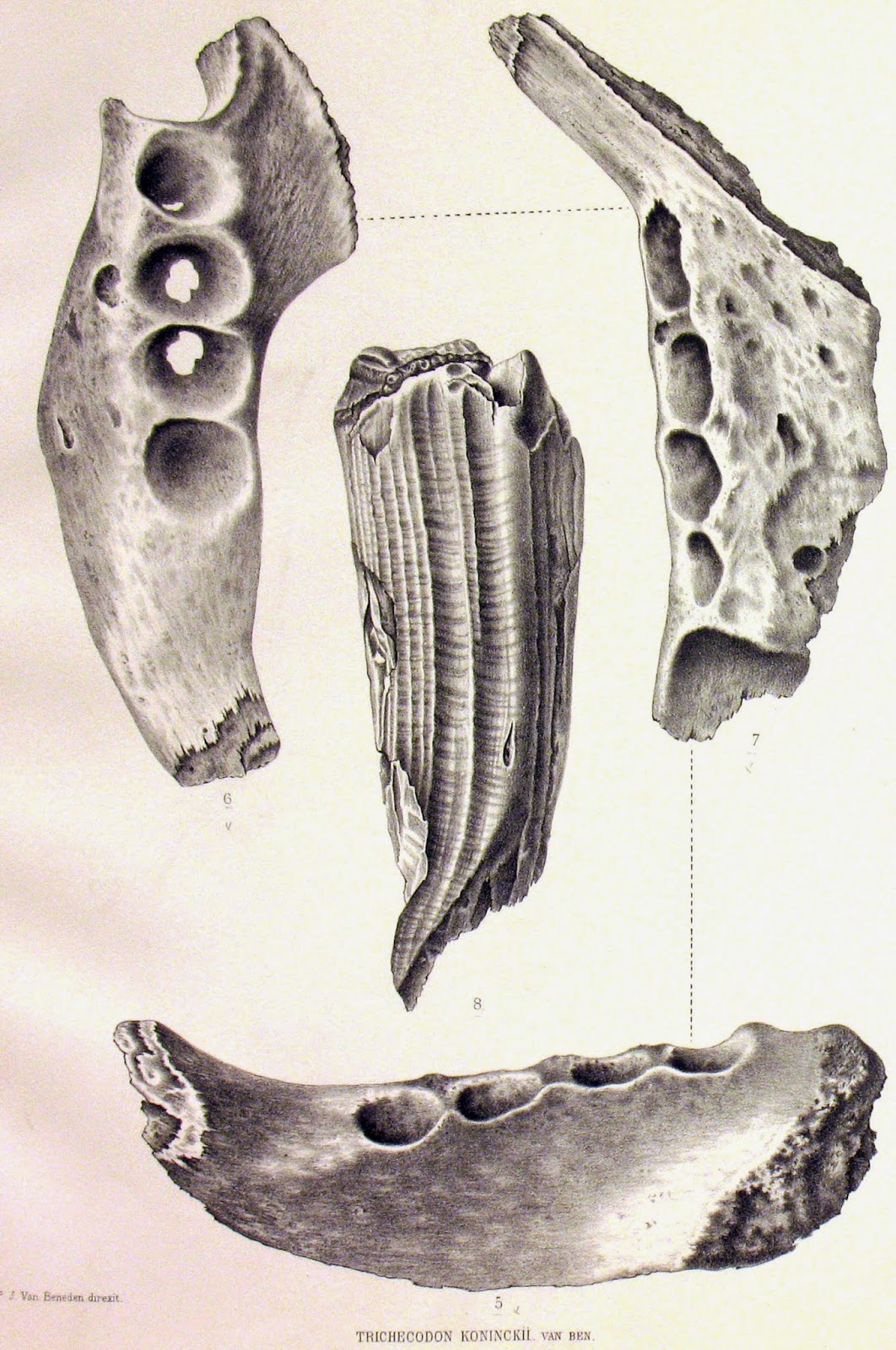 The Coastal Paleontologist, atlantic edition: The evolutionary history ...