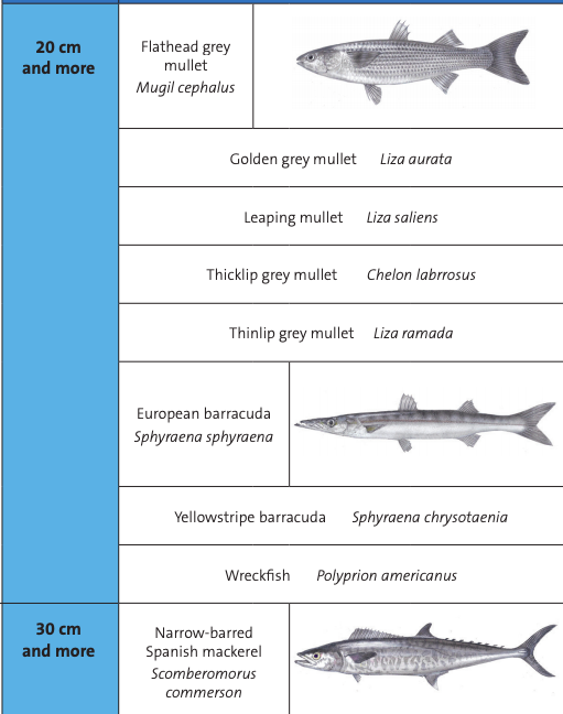 Israel Fishing Catch and Size Limits