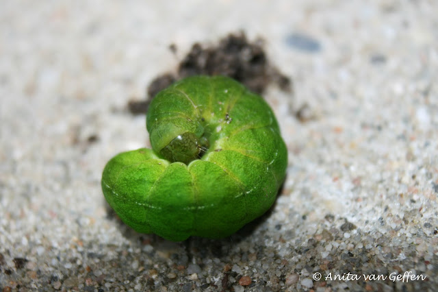 Natuurfotografie-Anita's-Art: Groene rups (van de agaatvlinder) in mijn ...