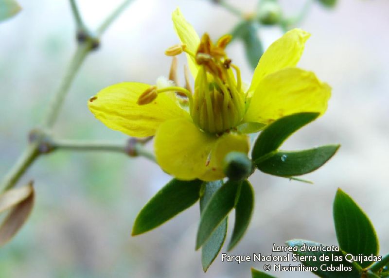 Argentina nativa: Jarilla (Larrea divaricata)