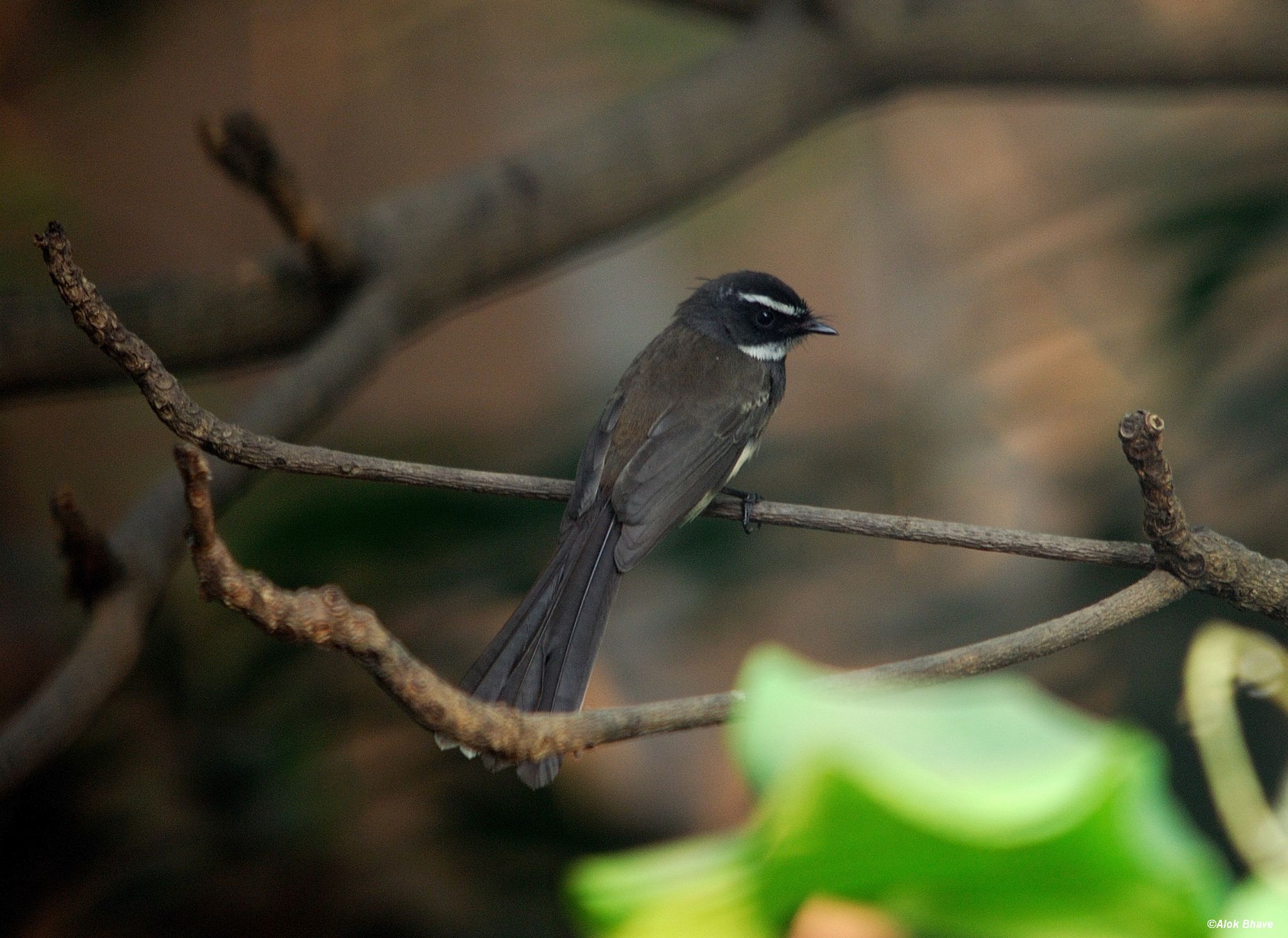 Nature watch: 2009-08-17-Out of the window