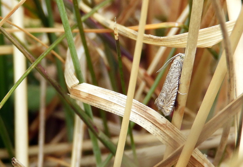 birdingexmouth: Damsels, Micros and Dragons