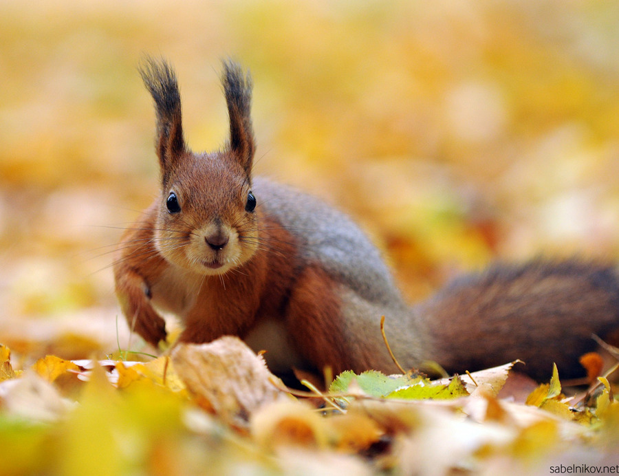 Autumn Animal Images ~ Autumn Crafts Picture