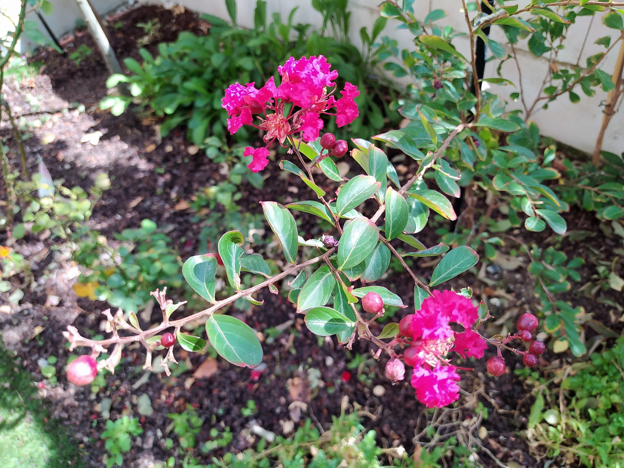 Árbol de Júpiter (Lagerstroemia indica (L.) Pers.).