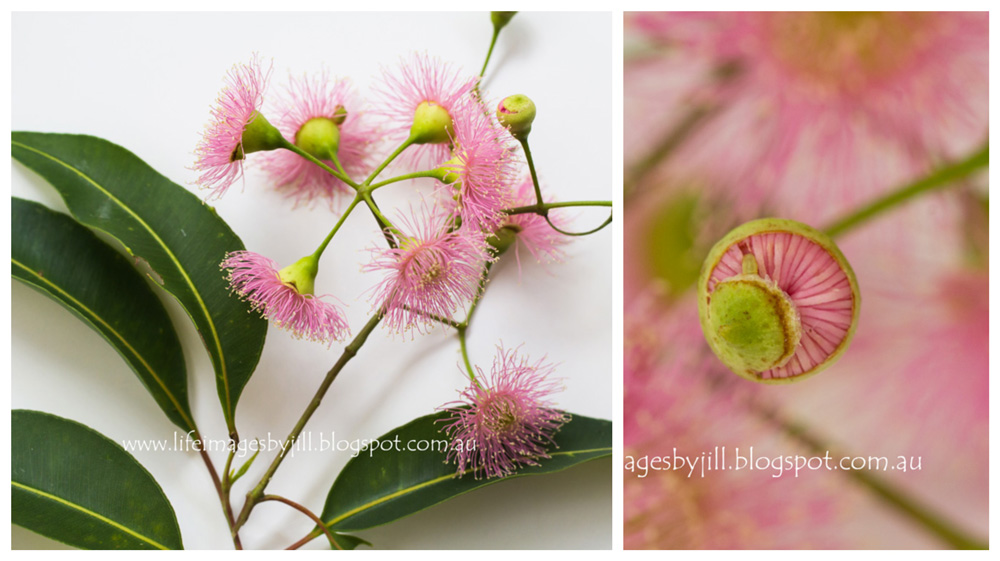Life Images by Jill: Pink Rosea Marri tree