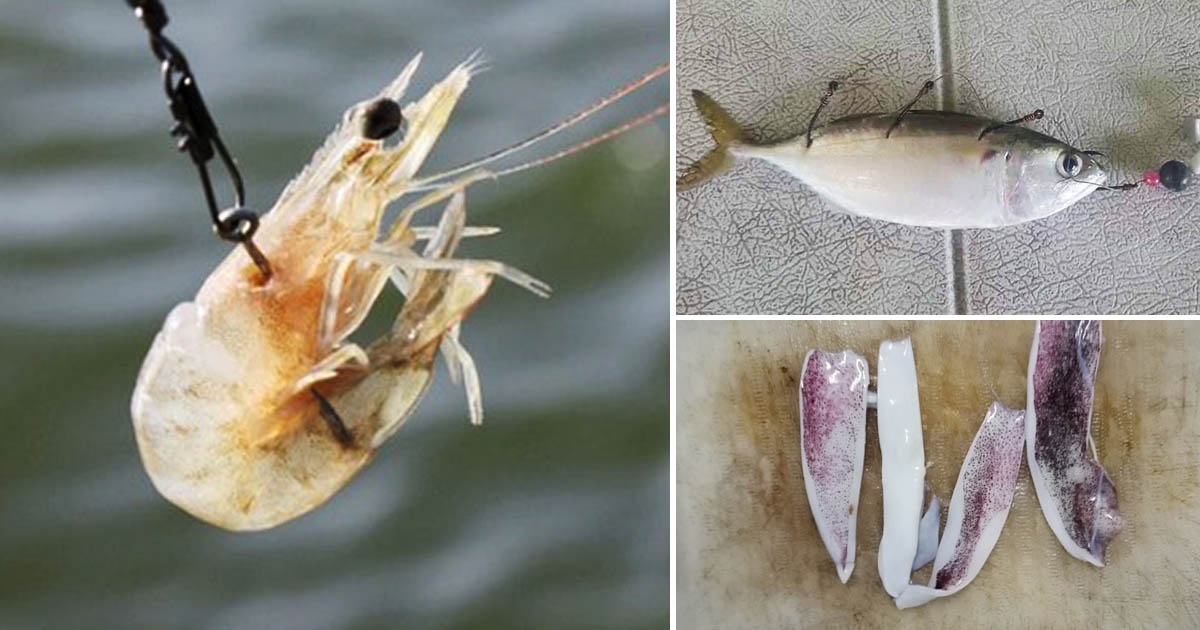 30 Jenis Umpan Popular Untuk Menjerat Ikan Laut