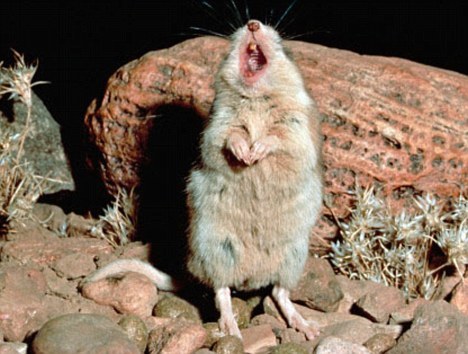 White Wolf : Mouse eats scorpions and howls at the moon (VIDEO)