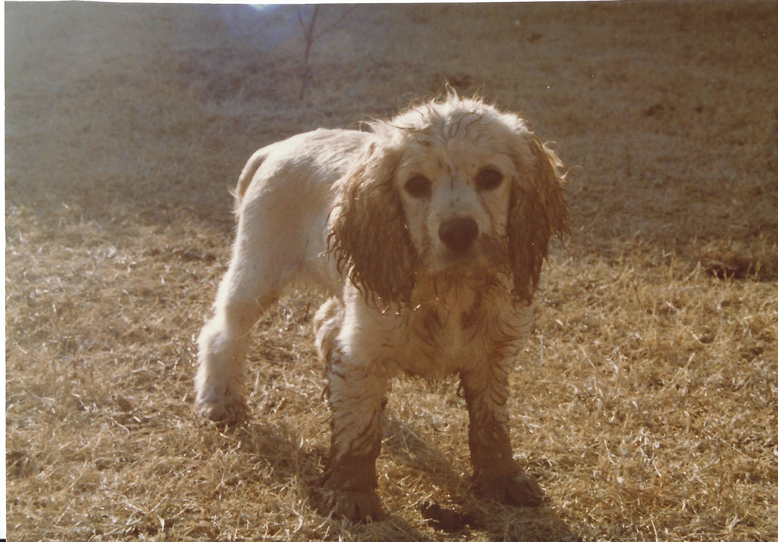 Hating God: Sally the Wonder Dog