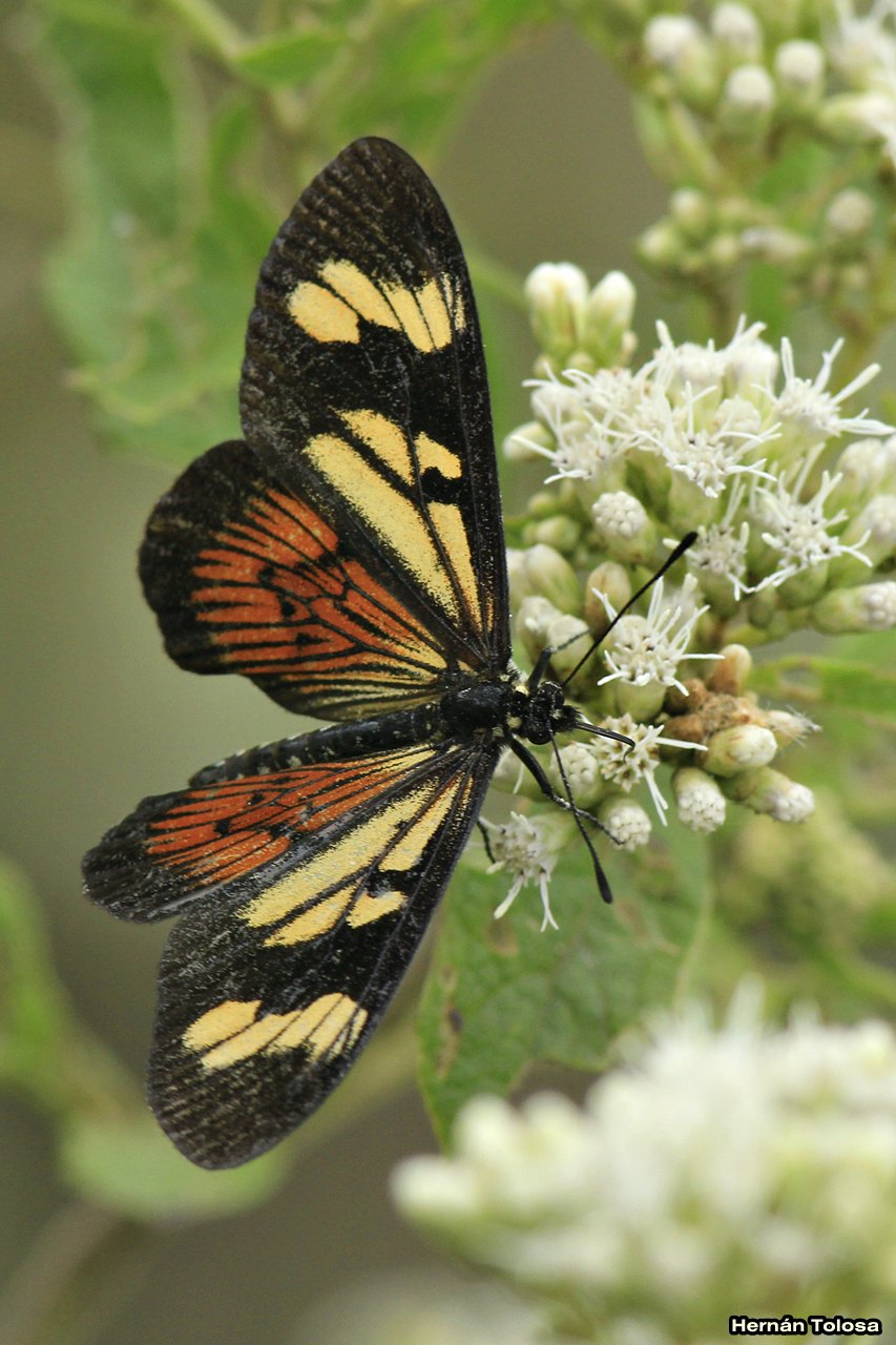 Flora Bonaerense: Polinizadores de la chilca de olor