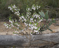 Esperance Wildflowers: Hybanthus floribundus subsp. floribundus ...