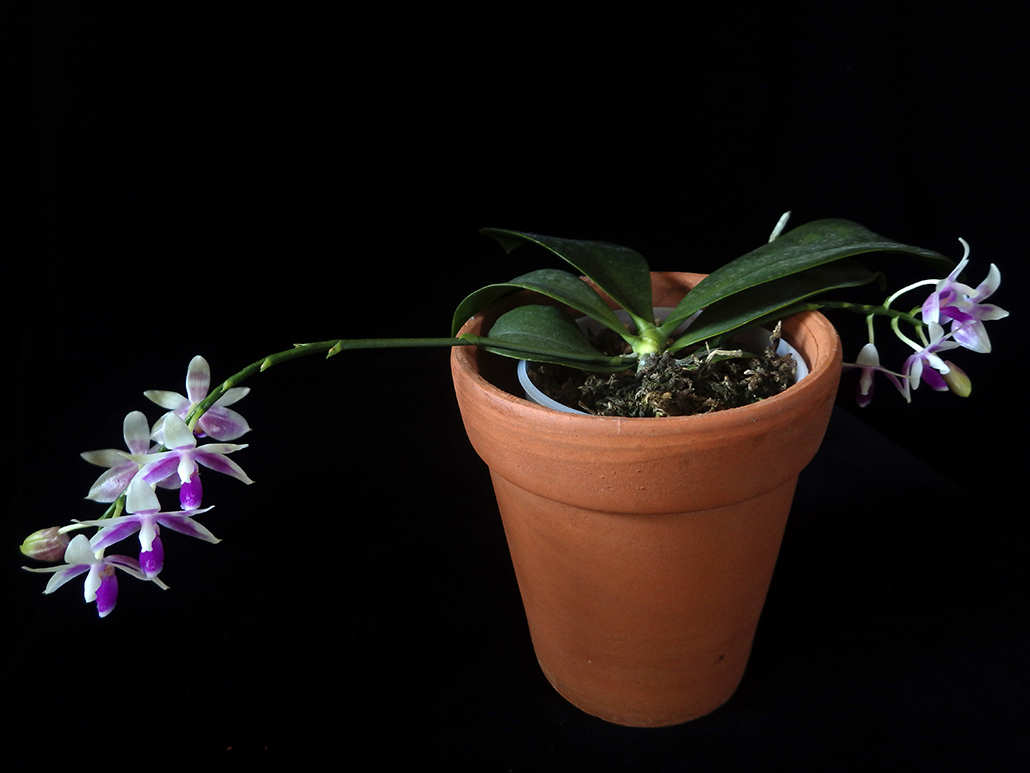 Grow and care Phalaenopsis modesta orchid - The Modest Phalaenopsis ...