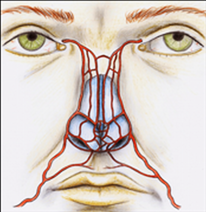 Biology Diagrams,Images,Pictures of Human anatomy and physiology ...