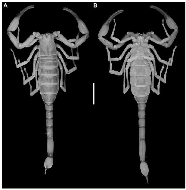 The Scorpion Files Newsblog: A review of the enigmatic family ...