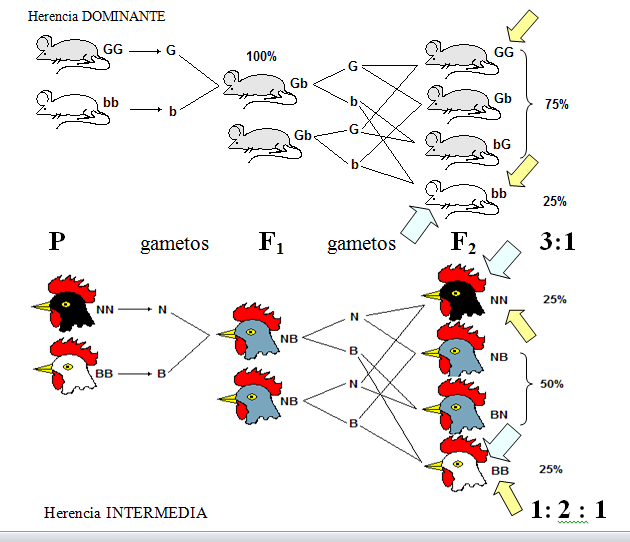 CURIOSIDADES CIENTÍFICAS : Las Leyes de Mendel
