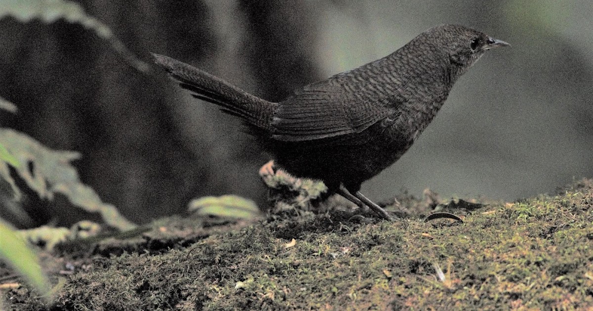 sunshinecoastbirds: Rufous Scrub-birds and Border Ranges National Park