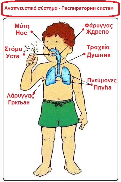 Naučite Grčki - Μάθετε Σέρβικα: Το Ανθρώπινο Σώμα - Ljudsko telo - 1.deo