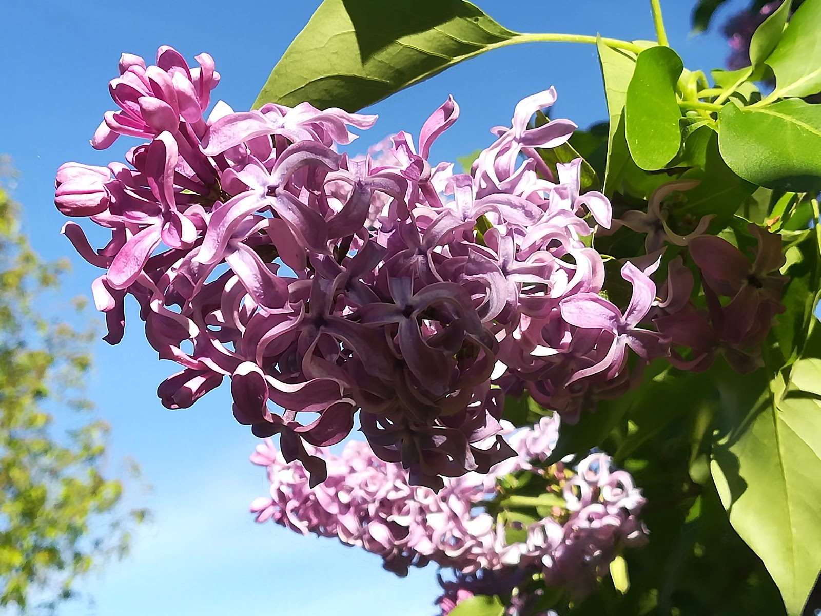 Rohtaias.: Sirel Syringa