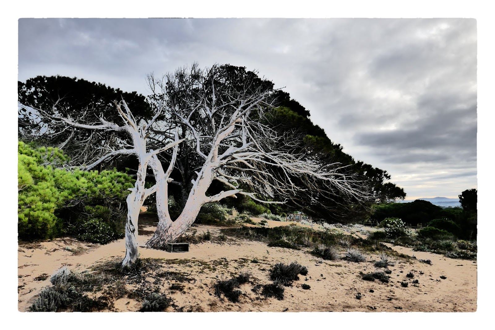 A picture a day: Tree-X-Ray