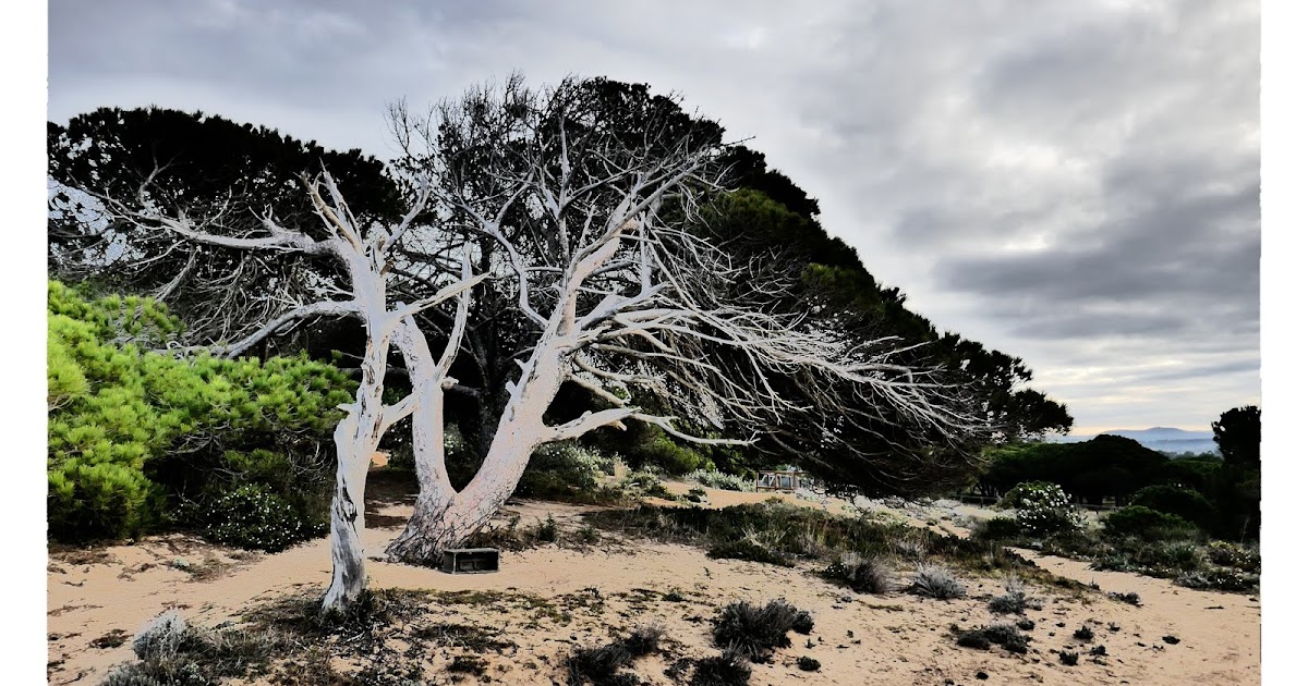 A picture a day: Tree-X-Ray