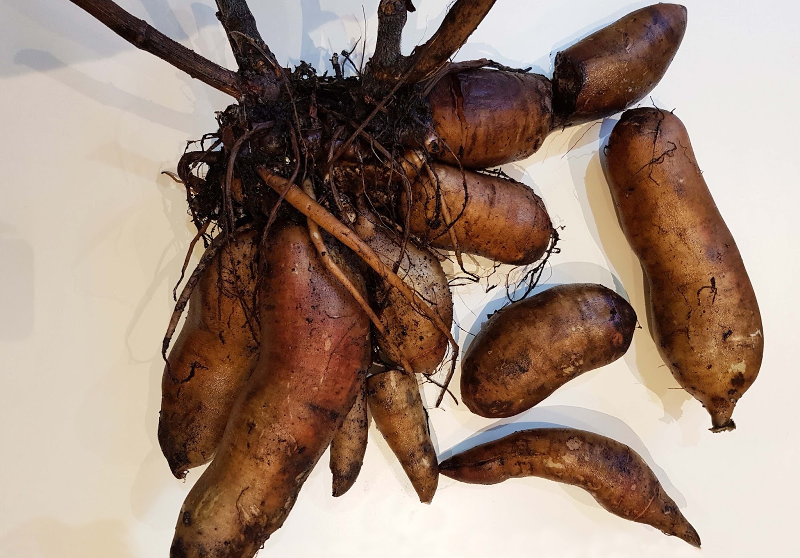 Gourmet Gardening: Taming the Yacon monster