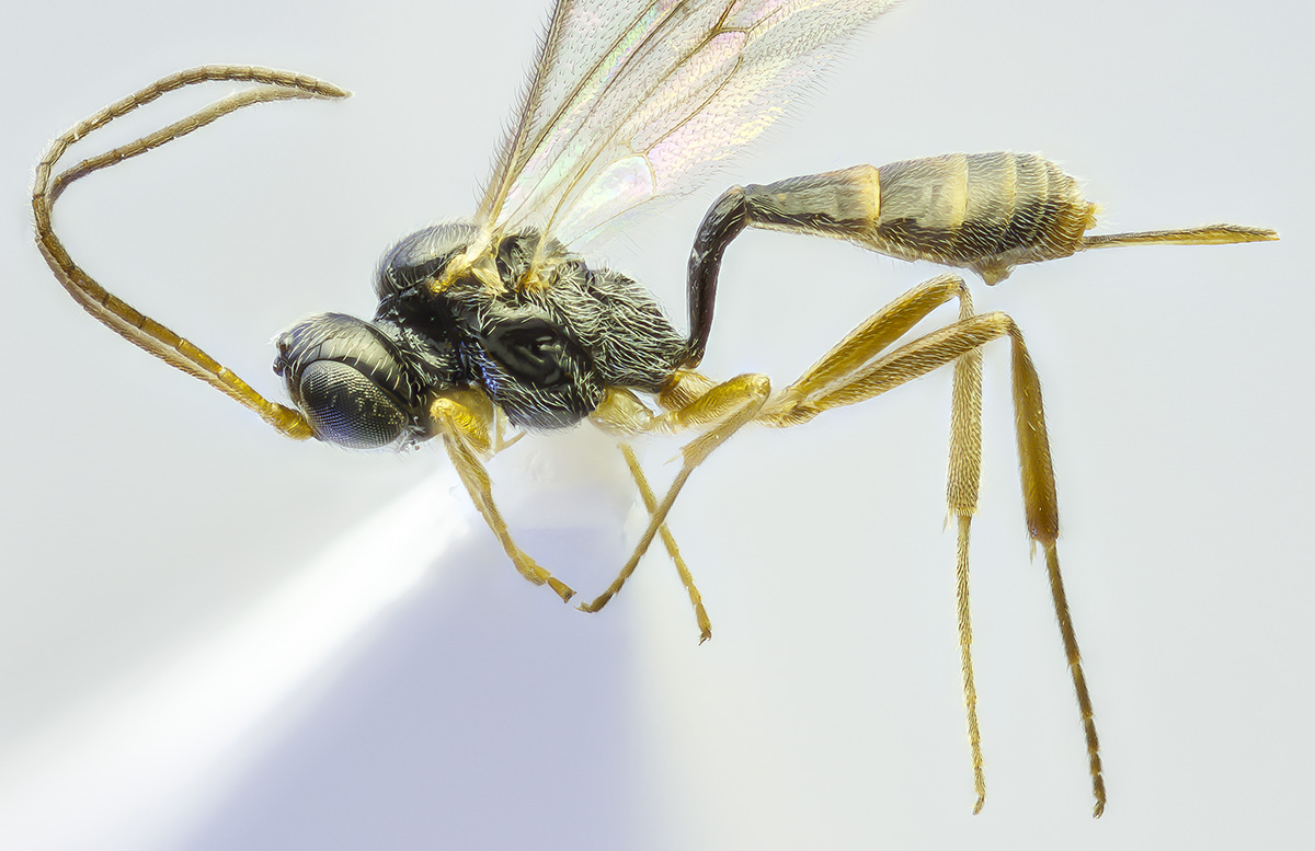 Utgångspunkt 63° 31,x' N - 22° 31,x' O: Ur silkestott. Del 2